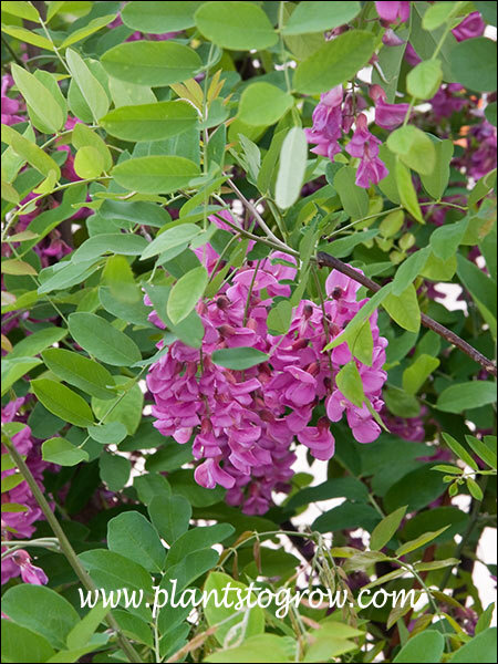 4-8 | Plants To Grow Plants Database by Paul S. Drobot