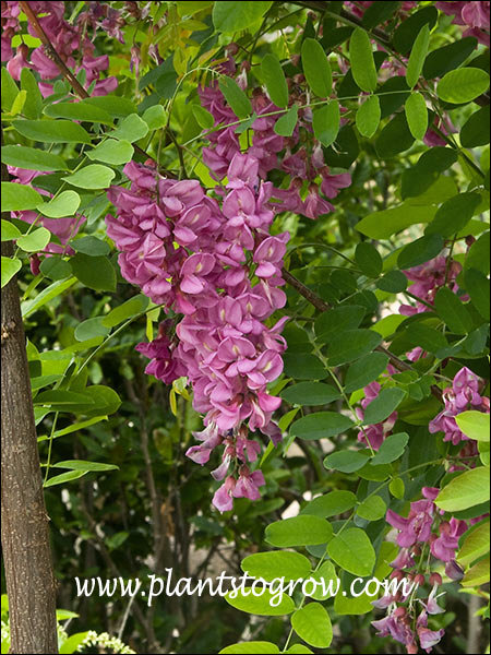 4-8 | Plants To Grow Plants Database by Paul S. Drobot