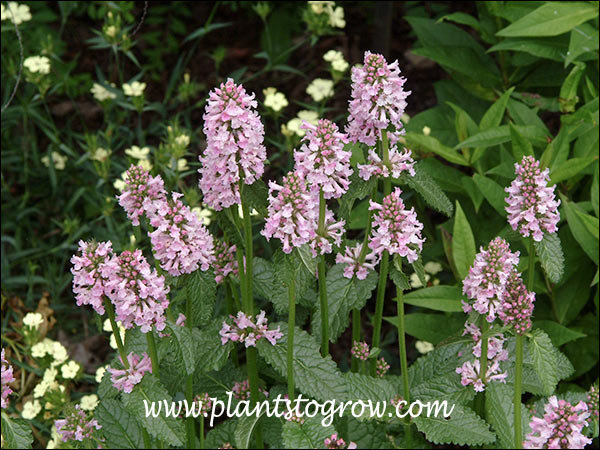 3-8 | Plants To Grow Plants Database by Paul S. Drobot