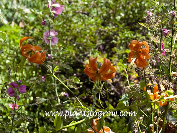 Henry's Lily (Lilium henryi) | Plants To Grow Plants Database by Paul S ...