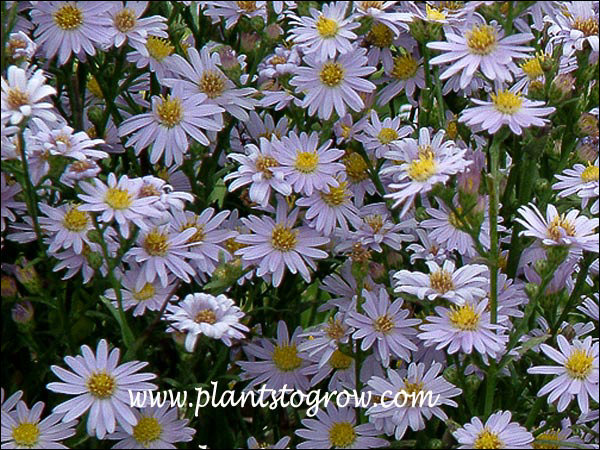 3-9 | Plants To Grow Plants Database by Paul S. Drobot