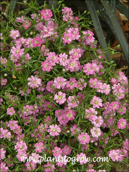 Gypsy series Baby's Breath (Gypsophila muralis) | Plants To Grow Plants ...