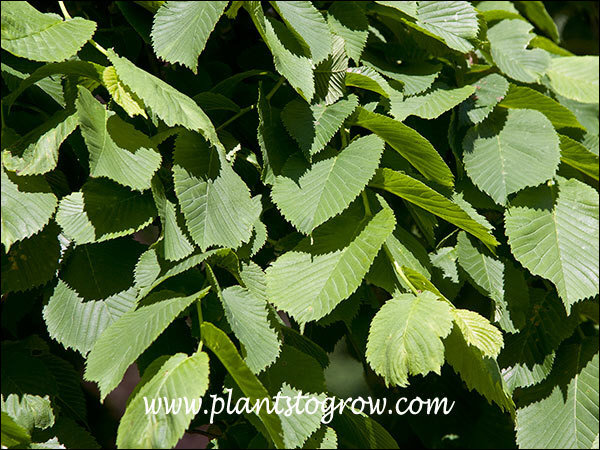 Camperdown Elm (Ulmus glabra) | Plants To Grow Plants Database by Paul ...