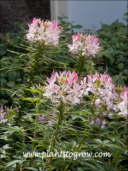 Sparkler Spider Flower (Cleome hassleriana) | Plants To Grow Plants ...