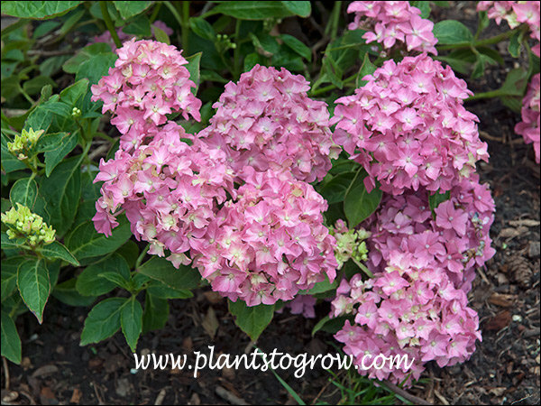 5-9 | Plants To Grow Plants Database by Paul S. Drobot