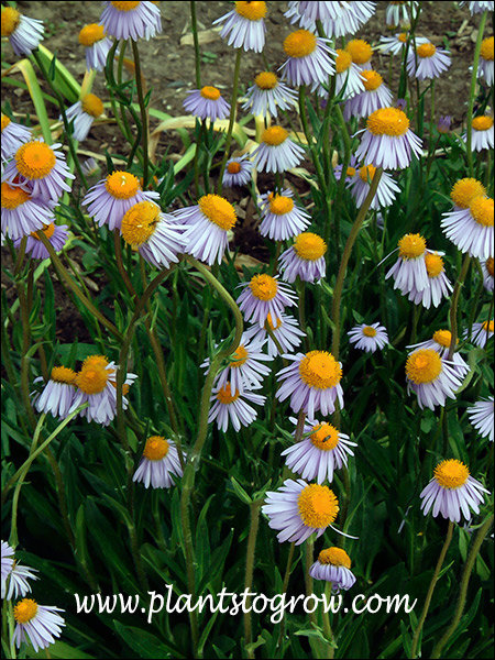 5-8 | Plants To Grow Plants Database by Paul S. Drobot