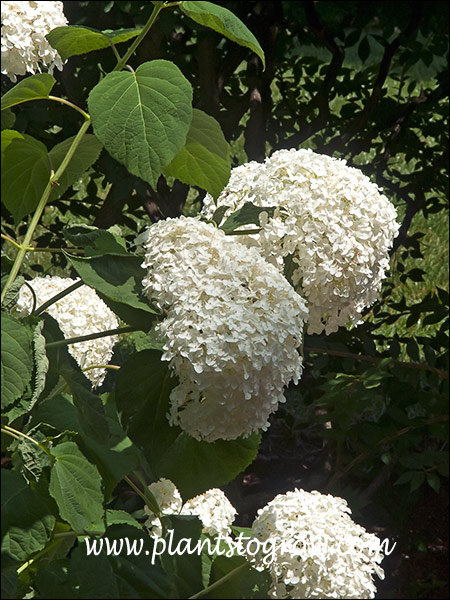 5-9 | Plants To Grow Plants Database by Paul S. Drobot