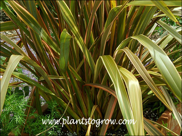 9 | Plants To Grow Plants Database by Paul S. Drobot