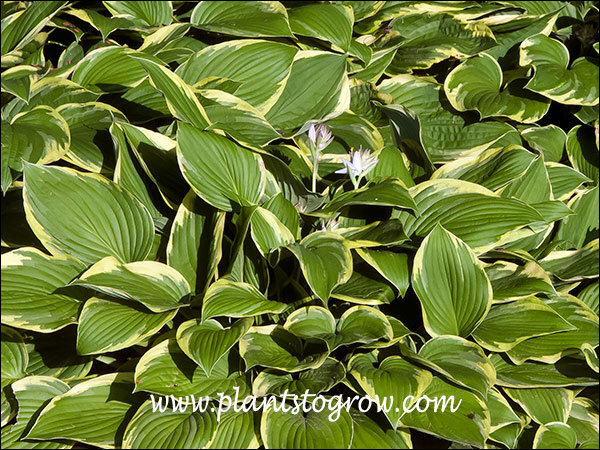 Gold Crown Hosta (Hosta aureomarginata) | Plants To Grow Plants ...