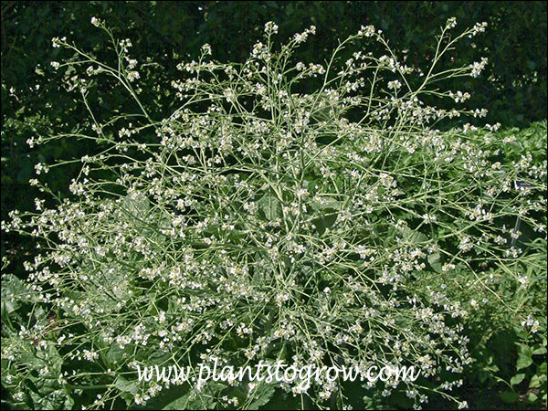 Colewort (Crambe cordifolia) | Plants To Grow Plants Database by Paul S ...