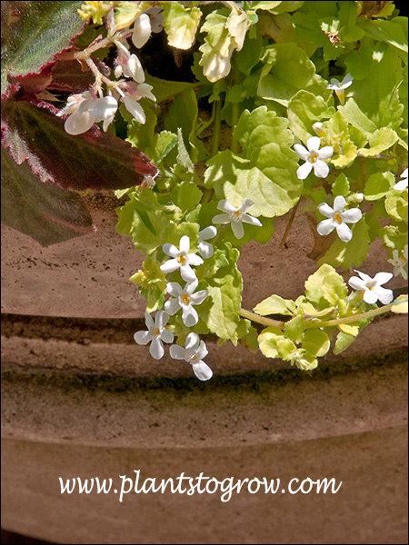 9-11 | Plants To Grow Plants Database by Paul S. Drobot