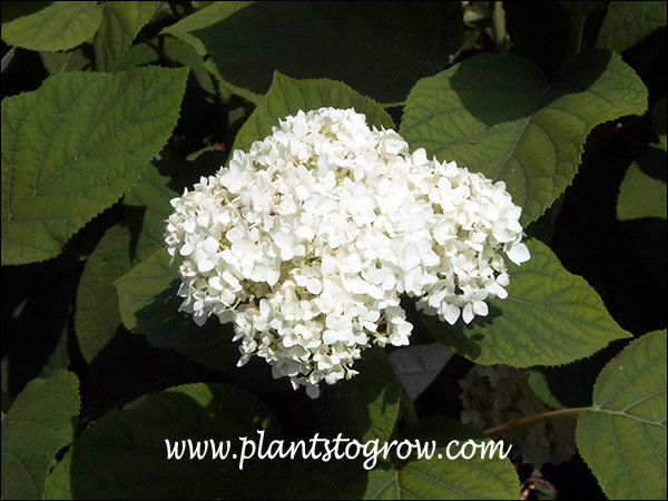 5-8 | Plants To Grow Plants Database by Paul S. Drobot