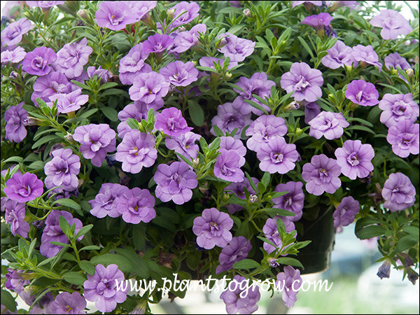 Calibrachoa Minifamous Double Amethyst | Plants To Grow Plants Database ...