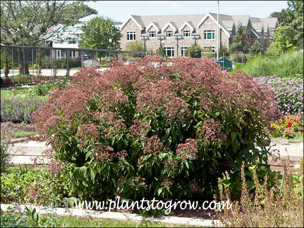 5 | Plants To Grow Plants Database by Paul S. Drobot