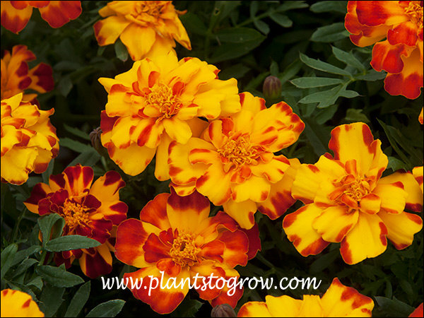 Durango Marigold series (Tagetes patula) | Plants To Grow Plants ...