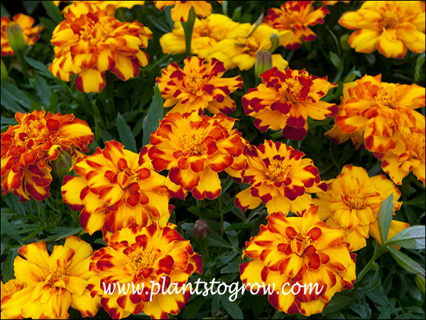 Durango Marigold series (Tagetes patula) | Plants To Grow Plants ...