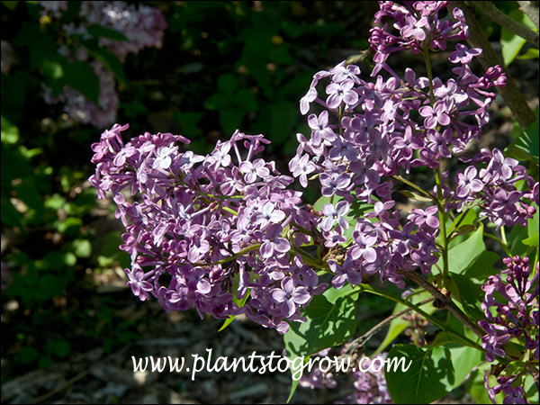 Monge Lilac (Syringa vulgaris) | Plants To Grow Plants Database by Paul ...
