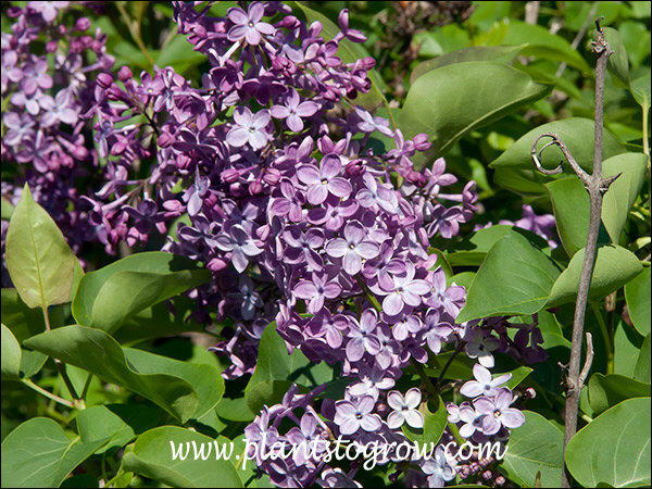 Monge Lilac (Syringa vulgaris) | Plants To Grow Plants Database by Paul ...