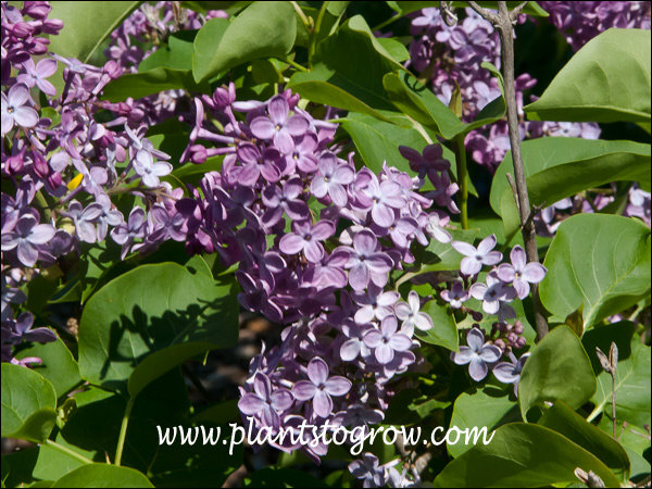 Monge Lilac (Syringa vulgaris) | Plants To Grow Plants Database by Paul ...