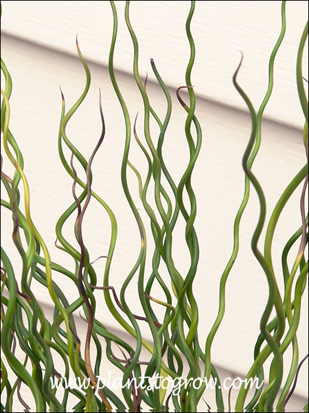 (5) 6 | Plants To Grow Plants Database by Paul S. Drobot
