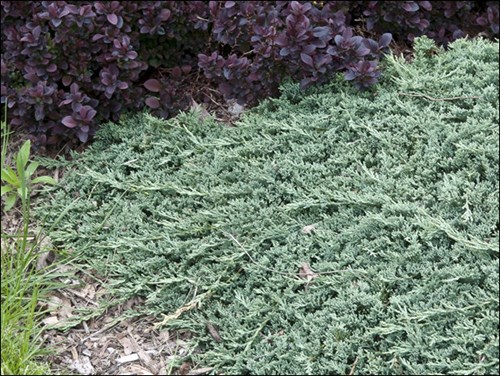 juniperus horizontalis rhs