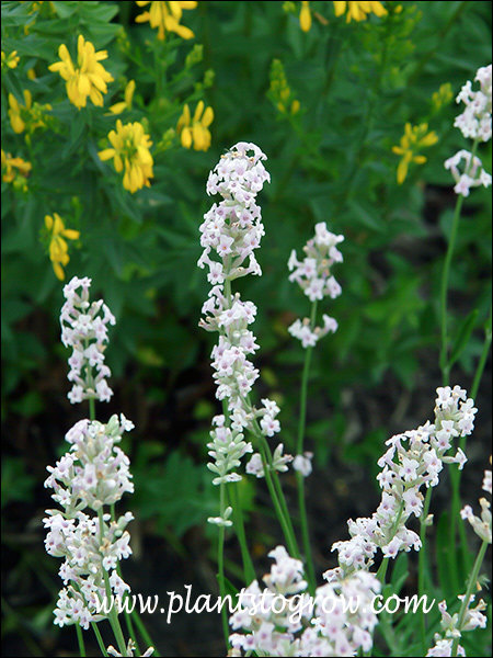 Lavandula Angustifolia Jean Davis