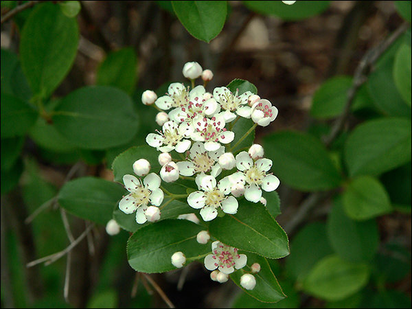 Autumn Magic Chokeberry (Aronica melanocarpa) | Plants To Grow Plants ...