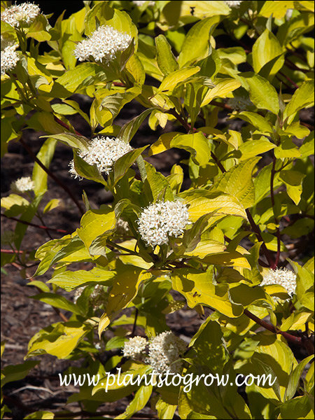 3-7 | Plants To Grow Plants Database by Paul S. Drobot