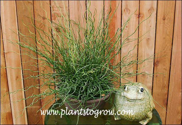 (5)6-9 | Plants To Grow Plants Database by Paul S. Drobot