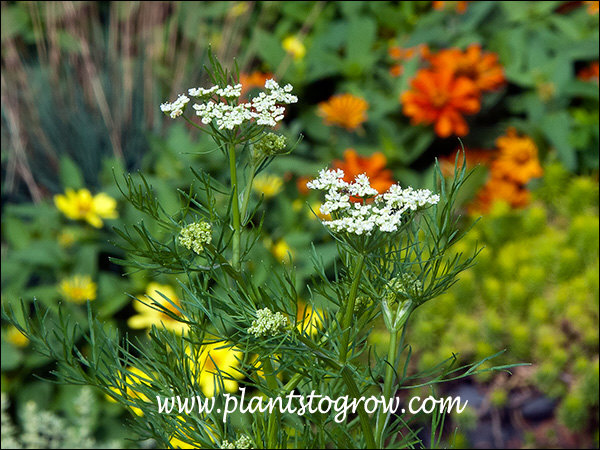Caraway (Carum carvi) | Plants To Grow Plants Database by Paul S. Drobot