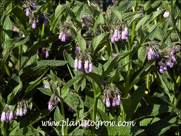 5 | Plants To Grow Plants Database by Paul S. Drobot