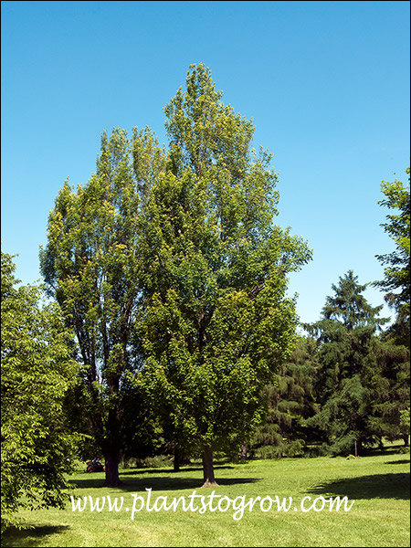 Columnar Freeman Maple | Plants To Grow Plants Database by Paul S. Drobot