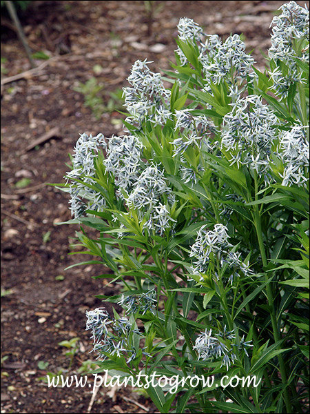 Eastern Bluestar (Amsonia tabernaemontana) | Plants To Grow Plants ...