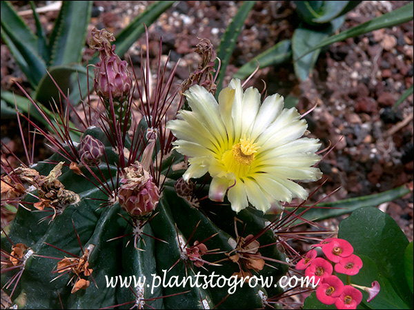 Emory's Barrel Cactus (Ferocactus emoryi) | Plants To Grow Plants ...