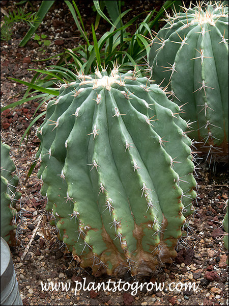9b-11 | Plants To Grow Plants Database by Paul S. Drobot