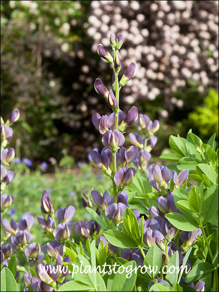Twilight Prairie Blues' False Indigo (Baptisia) | Plants To Grow Plants ...