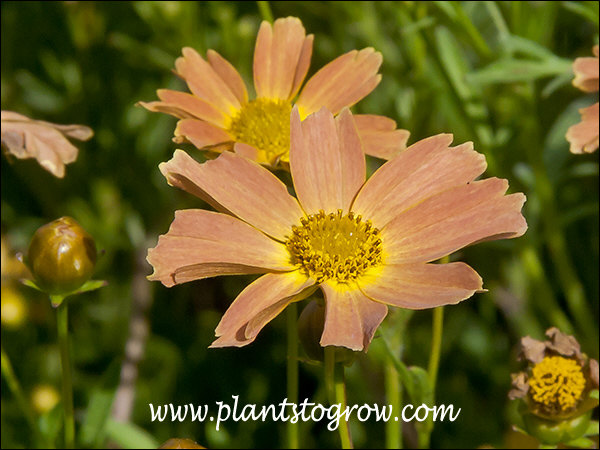 5-9 | Plants To Grow Plants Database by Paul S. Drobot