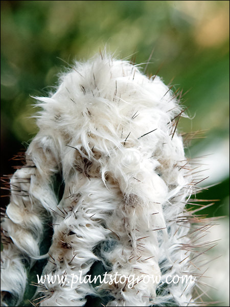 Old Man Cactus (Pilosocereus leucocephalus) | Plants To Grow Plants ...