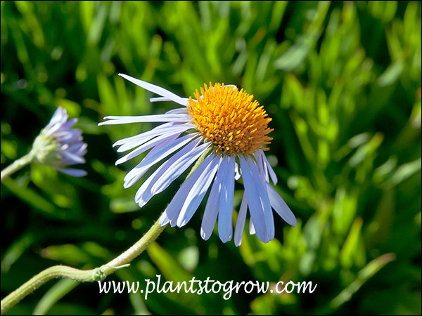 4 | Plants To Grow Plants Database by Paul S. Drobot