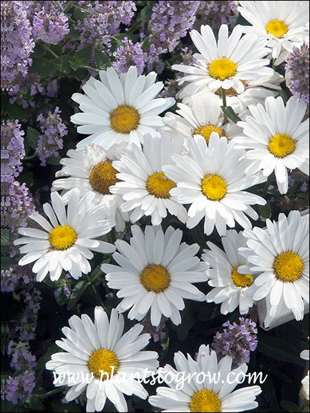 Daisy May Shasta Daisy (Leucanthemum) | Plants To Grow Plants Database ...