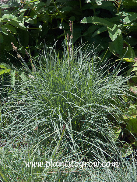 Blue Sedge (Carex flacca) | Plants To Grow Plants Database by Paul S ...