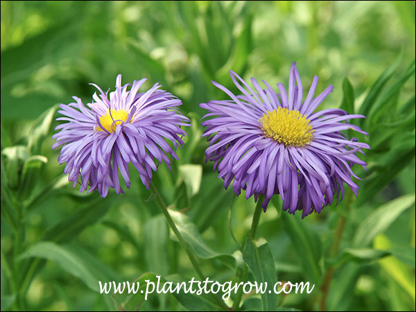 5 | Plants To Grow Plants Database by Paul S. Drobot