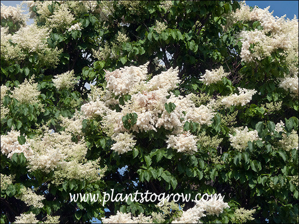 'Summer Snow' Japanese Tree Lilac (Syringa reticulata) | Plants To Grow ...