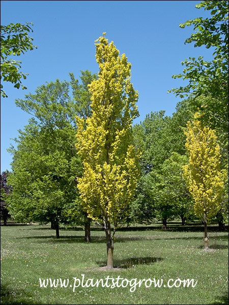 5 | Plants To Grow Plants Database by Paul S. Drobot