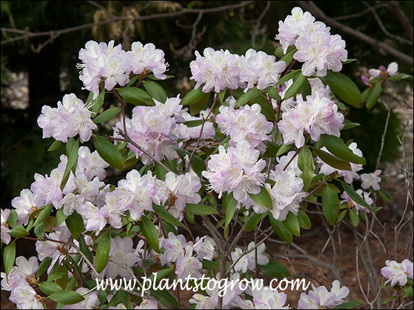 4-7 | Plants To Grow Plants Database by Paul S. Drobot