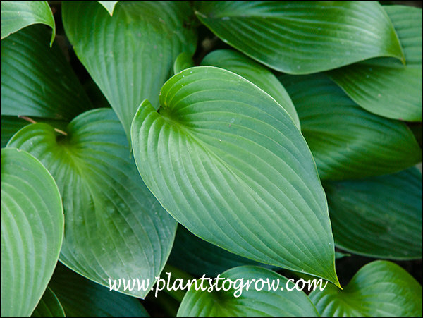 Hosta Canadian Shield | Plants To Grow Plants Database by Paul S. Drobot