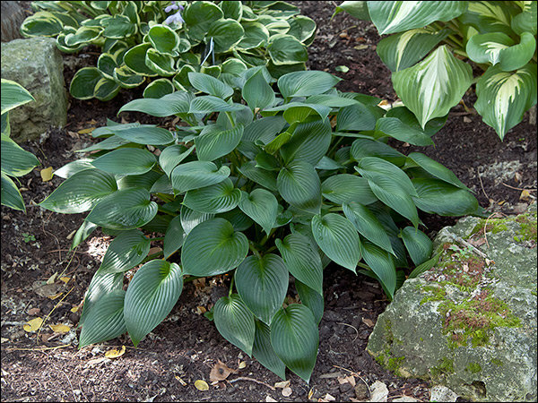 Hosta Canadian Shield | Plants To Grow Plants Database by Paul S. Drobot