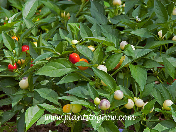 9 | Plants To Grow Plants Database by Paul S. Drobot