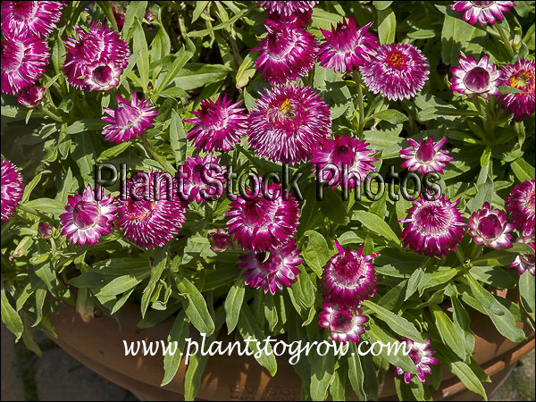 Mohave series Strawflower (Bracteantha bracteata) | Plants To Grow ...