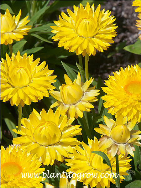 Dreamtime Yellow Jumbo Strawflower (Bracteantha bracteatum) | Plants To ...